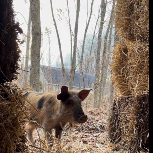 Forest Raised Pork 1/2 Share