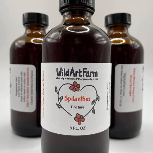 Spilanthes Oleracea Tincture, Toothache Plant
